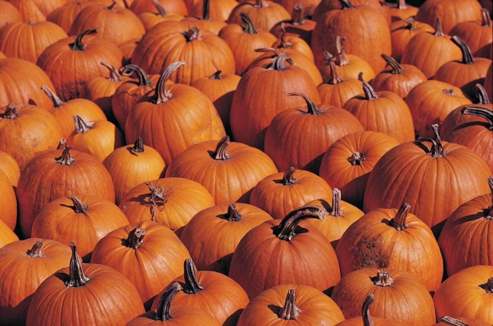 Middleton Farms Fall Festival - Dixie School District 101